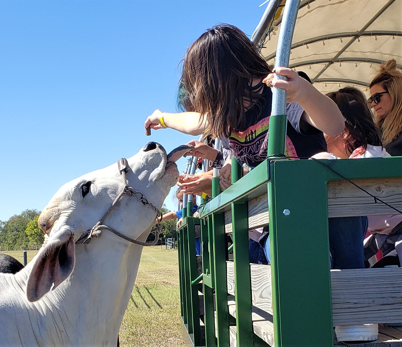 Events - Kids Cows & More