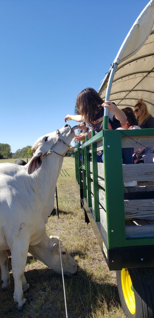 Public Events - Kids Cows & More